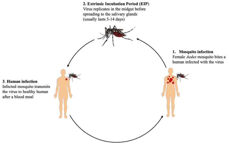 Dengue fever: epidemiology, clinical manifestations, diagnosis, and ...